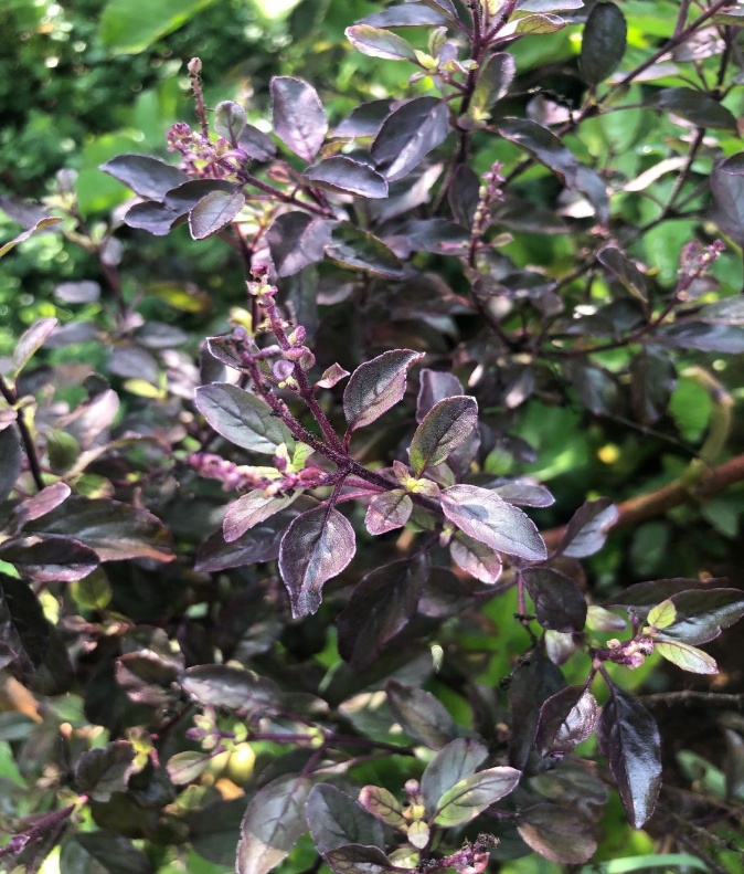 Tulsi:- the queen of herbs | GreenStories