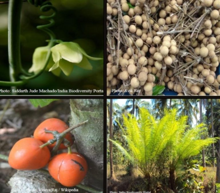 UNCULTIVATED FOOD /UNCULTIVATED FOOD / greenstoriescoin.kinsta.cloud