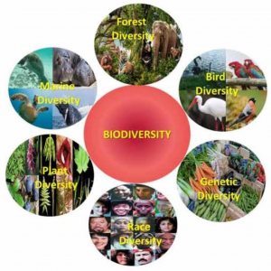Biodiversity /6 Ways to Enhance Biodiversity