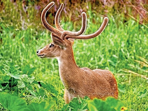 Endangered and Endemic Species of India | GreenStories