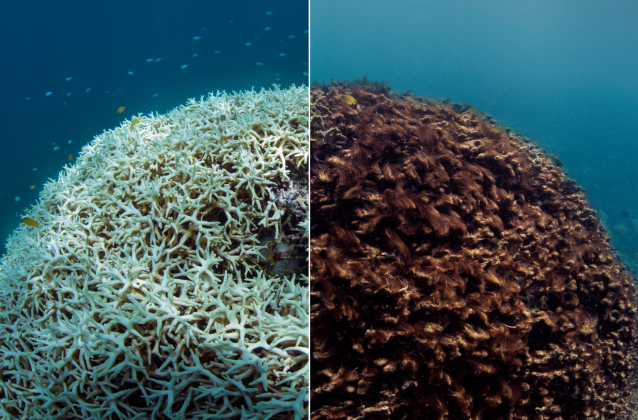 Destruction of Coral Reefs – Needs to be stopped Immediately ...