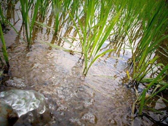 Agriculture- The Major contributor to Water Pollution?