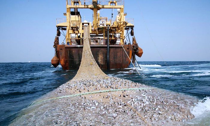 Impact of Overfishing | GreenStories