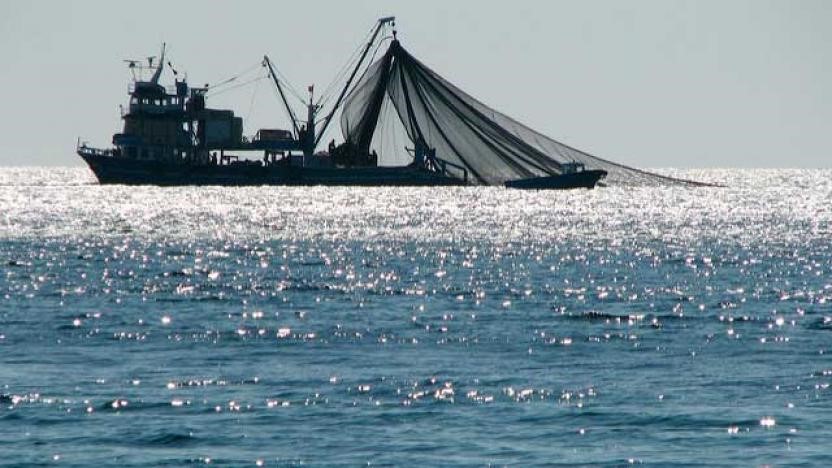 Impact of Overfishing | GreenStories