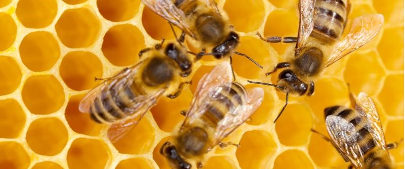‘B-droid’- A Solution to the Bee Apocalypse?