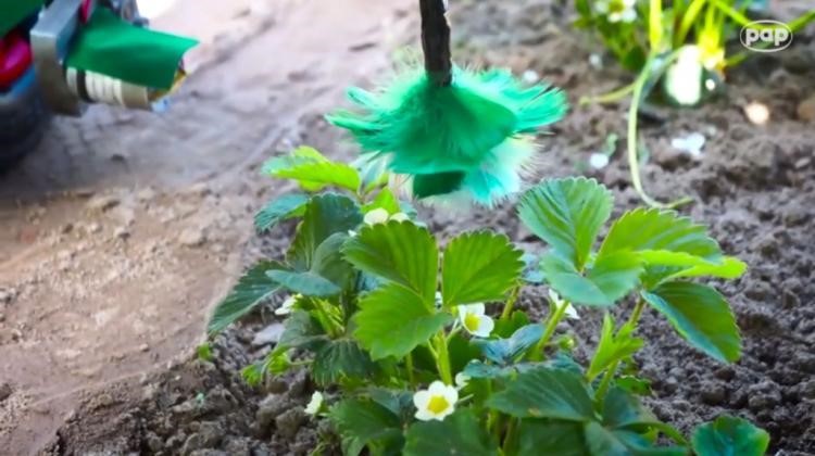 ‘B-droid’- A Solution to the Bee Apocalypse?