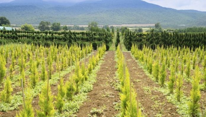 What is Afforestation and Why is it Important? Greenstories