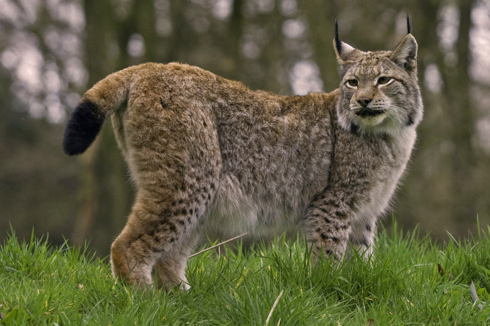 10 Wild Animals and Amazing Fauna of Europe
