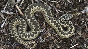 10 Wild Animals and Amazing Fauna of Europe