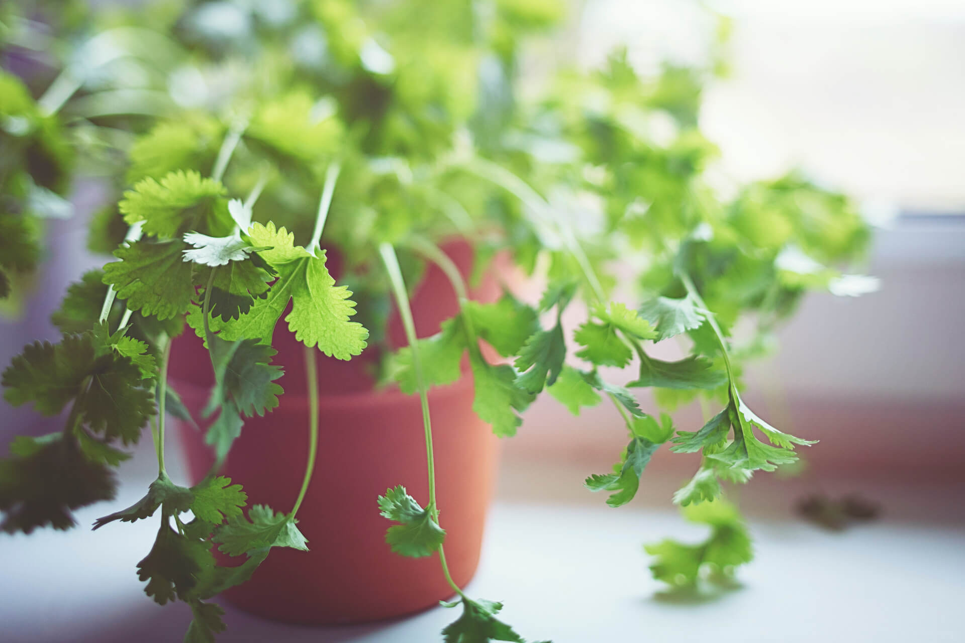 Top 10 herbs to compliment your kitchen