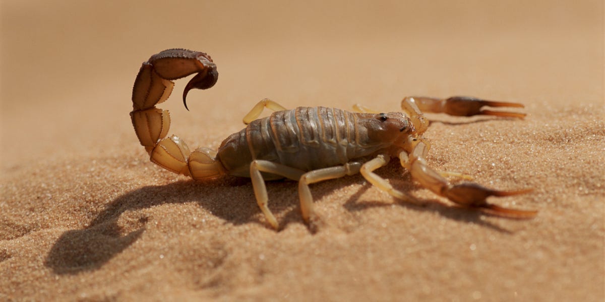 Intense storms in Egypt unleashed massive swarm of scorpions