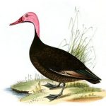 The Mystery Of The Pink-Headed Duck ? Greenstories