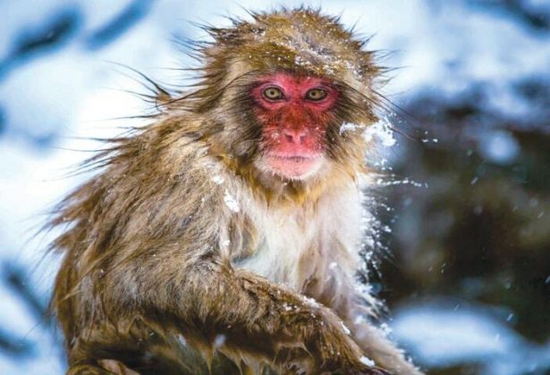 THE EVOLUTION OF MONKEY | GreenStories