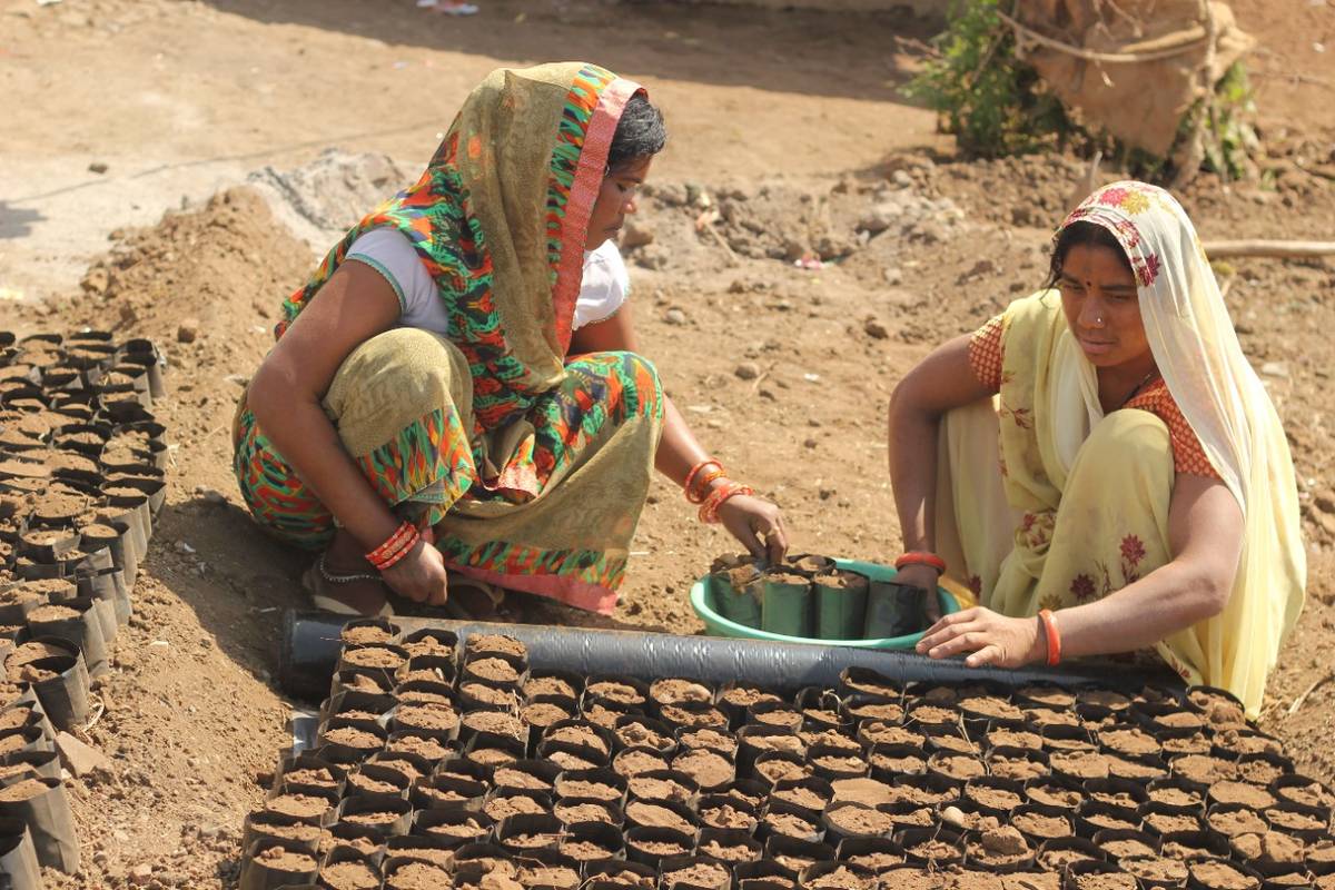 An afforestation project that helps farmers to nurture their