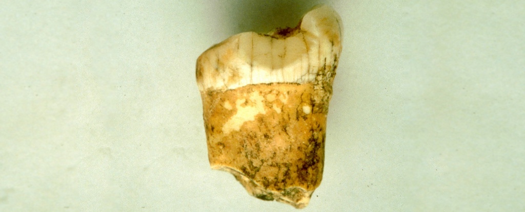 Ancient Tooth Finally Whether Neanderthals Carnivores