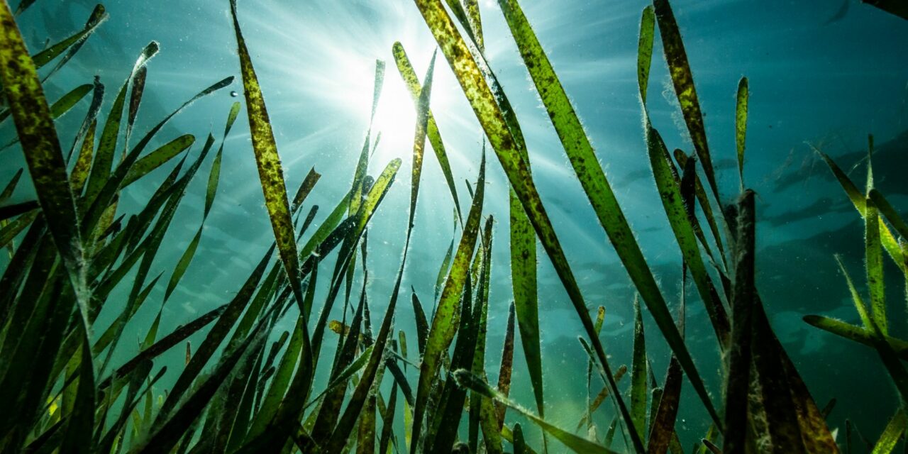 The Shellfish Grower's Guide to COP27 | GreenStories