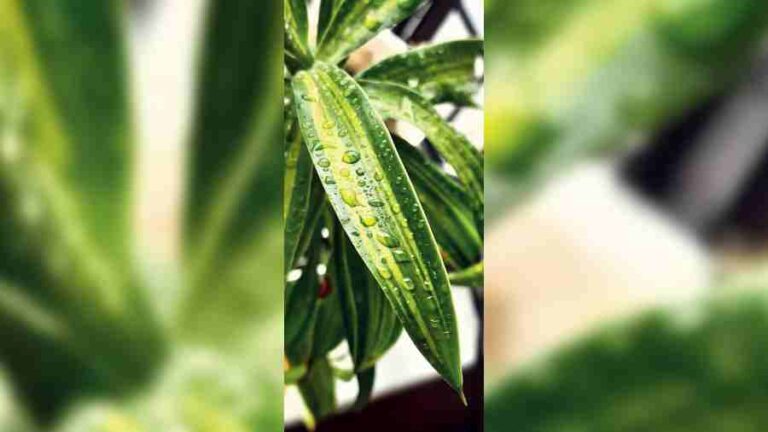 Nod to Jagadish Chandra Bose: ‘Plants can emit sounds’