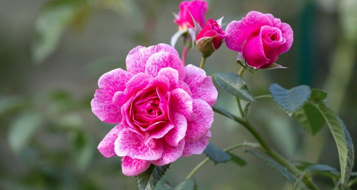 15 Tips For Growing Beautiful Roses This Season/ Green