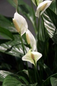 Best Fertilizer for Peace Lily – Homemade Fertilizers