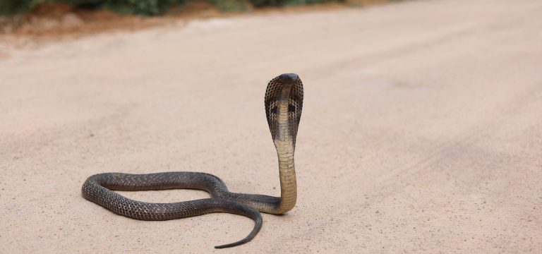 Snakes With Legs? The Curious Case of Snake Evolution!