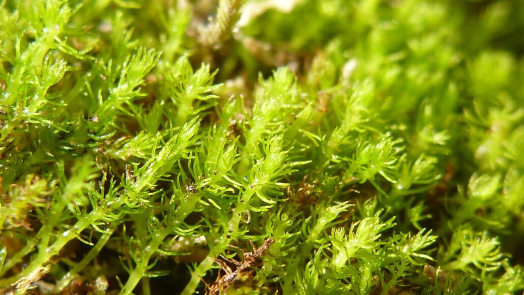 fastest-evolving moss in the world may not climate change