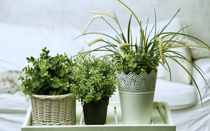 Revive Your Dying House Plants, Follow These Gardening Tips