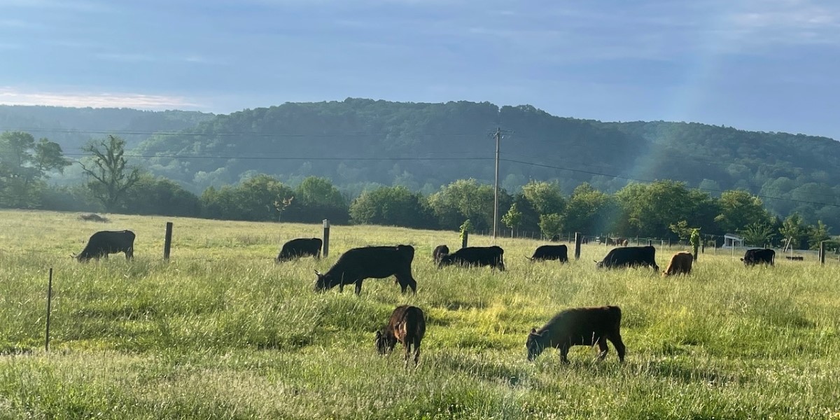 Rewilding: A Glimpse Into Regenerative Agriculture in the US