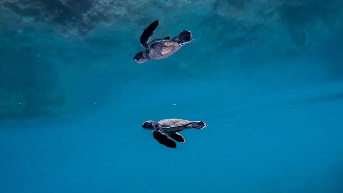 Turtles Use Earth's Magnetic Fields And "Quantum Biology"