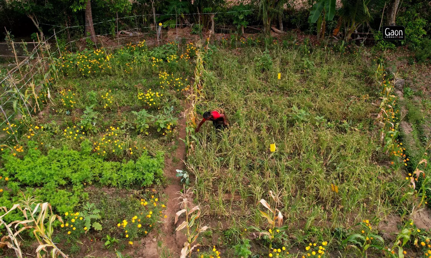 Growing 20 Crops a Year on Just One Acre of Land |Green