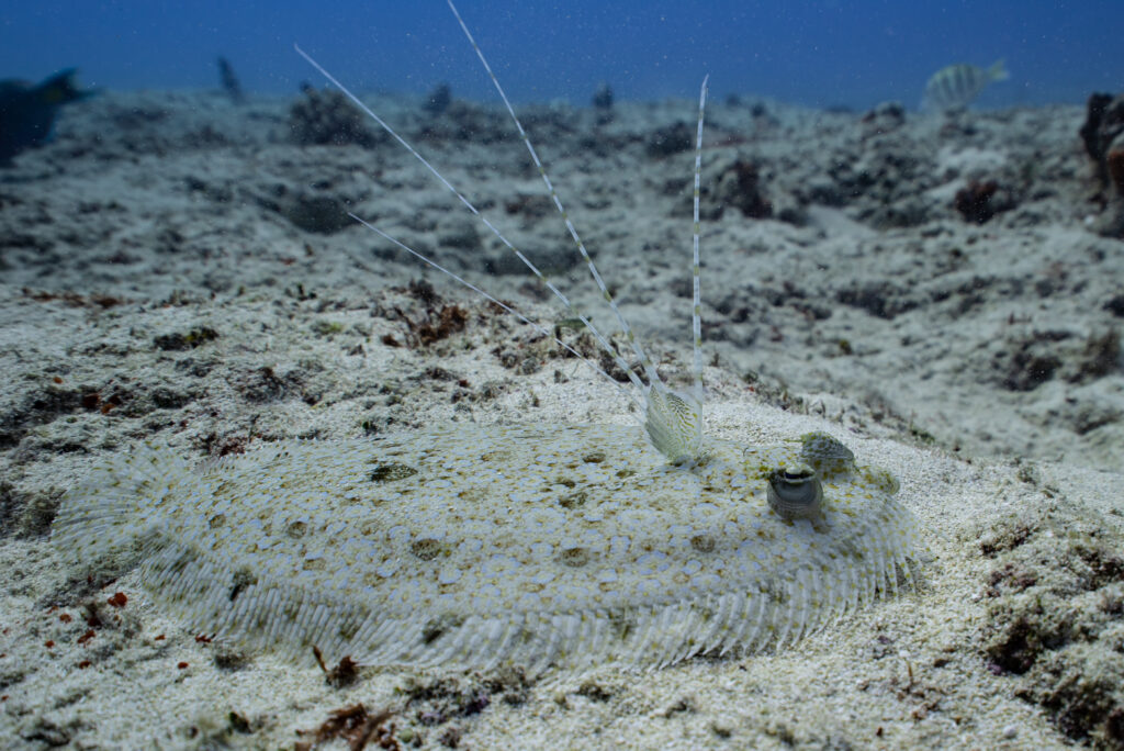 What’s the Difference Between Flounder and Cod? |Greenstori