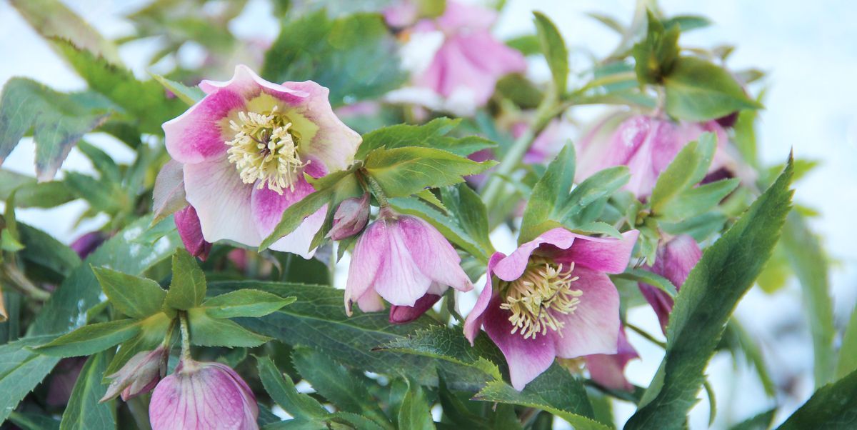 17 Winter Flowers That Thrive During the Coldest Months