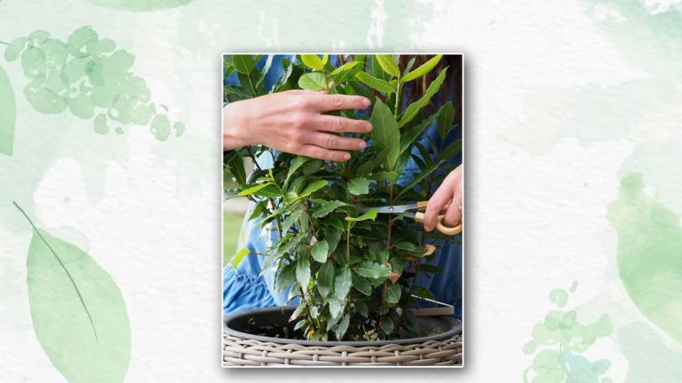 The Bloom: How To Grow Tej Patta Or Bay Leaf Plant At Home