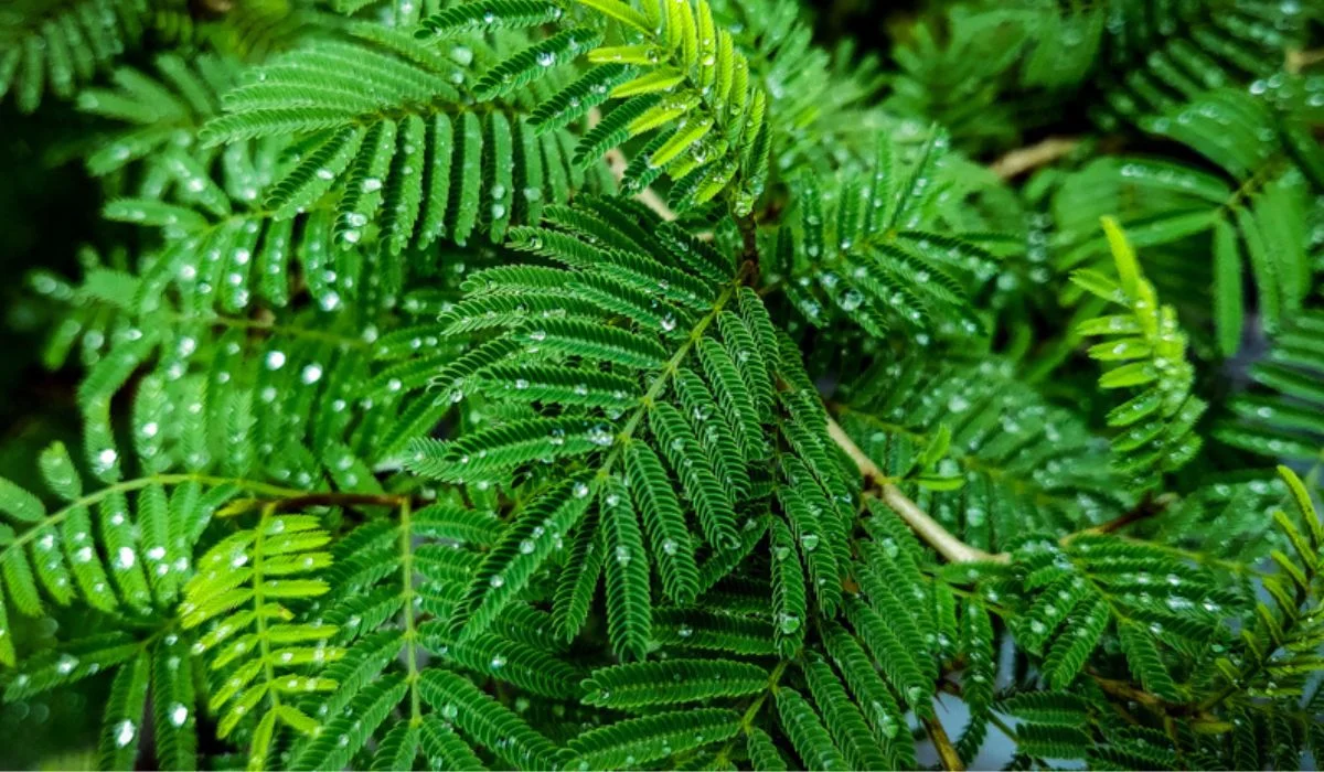 How to grow and care for Shami tree? | GreenStories