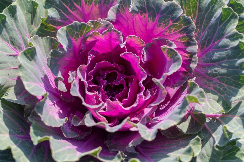 15 Striking Plants for Winter Color | GreenStories