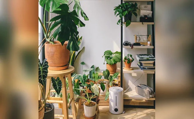 On Camera: Scientists Capture Plants "Talking" To Each Other