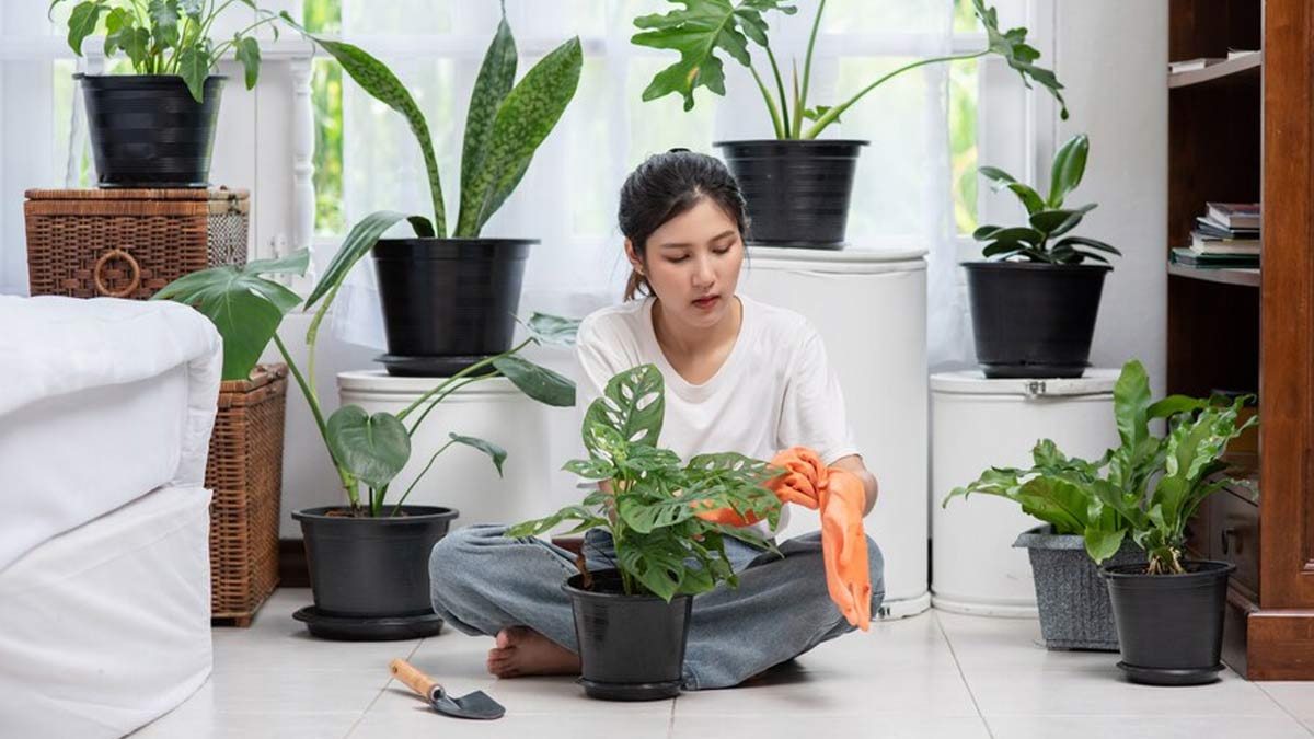 Elevate Your Space With Low-Light Loving Mini Plants |Green