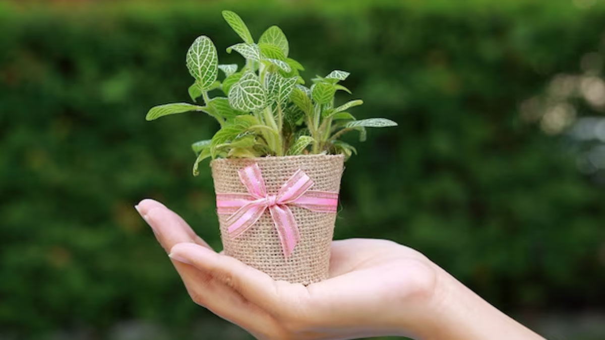 Gift Ideas For Plant Lovers: 6 Indoor Plants That Will Make