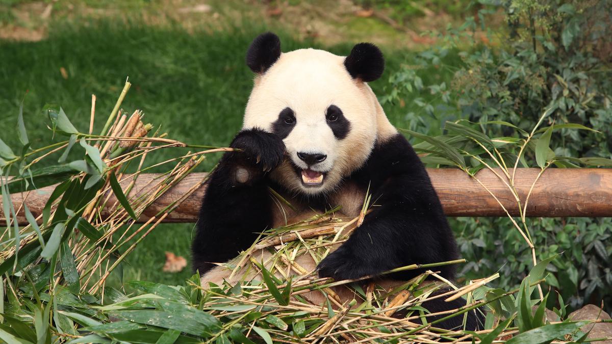 South Koreans bid farewell to beloved panda Fu Bao before