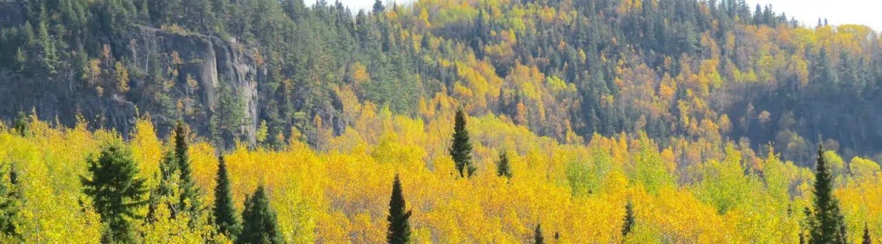 What Is Rewilding? Benefits and Approaches to Letting Nature