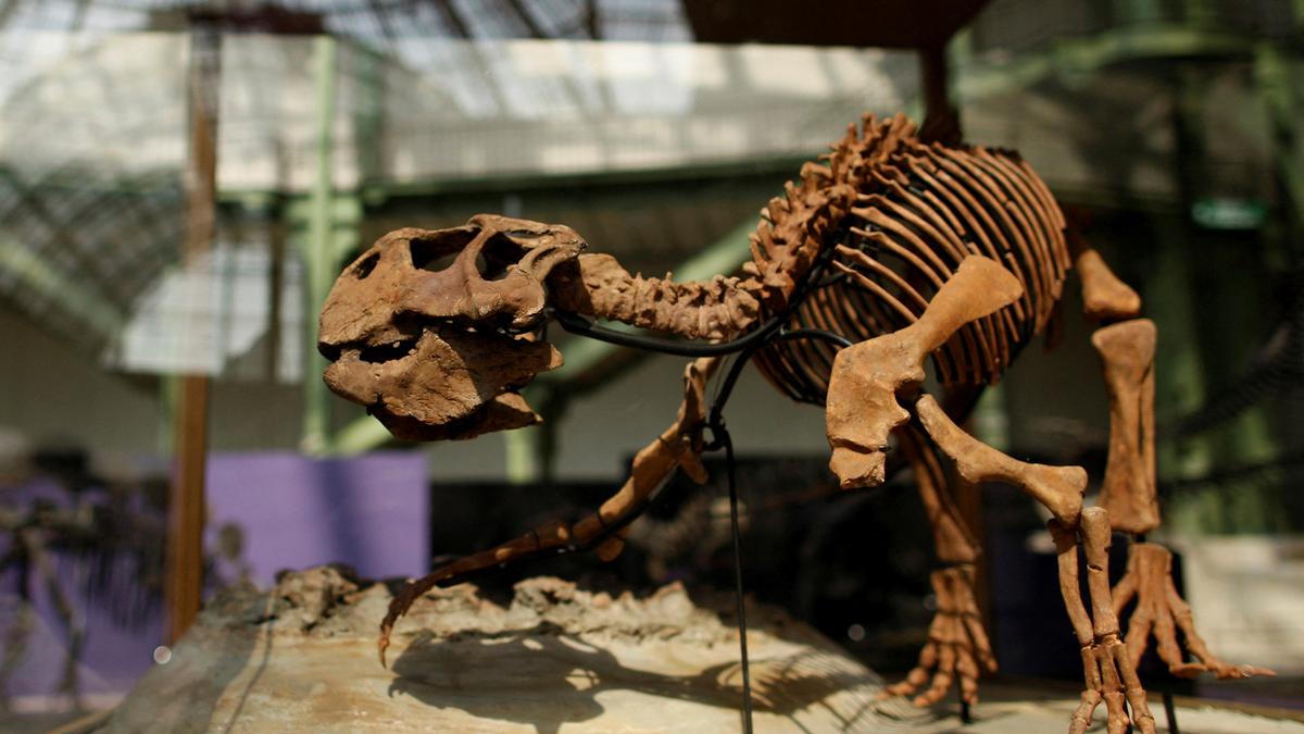 Chinese fossil reveals evolution of skin feathered dinosaurs