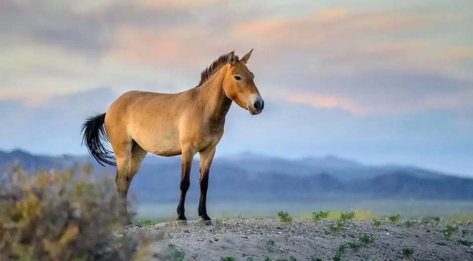 Genome Of The Last Living Wild Horse Species Has Now Been
