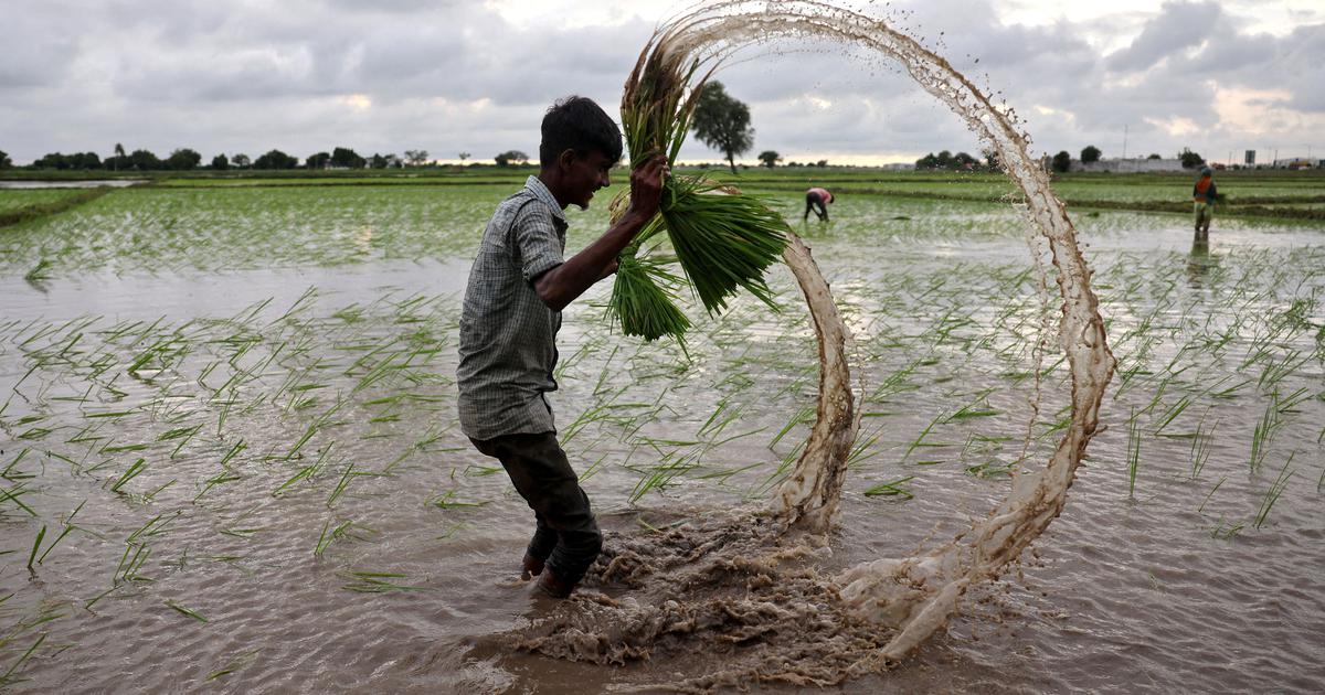 Paddy farming takes a beating due poor rainfall in northern