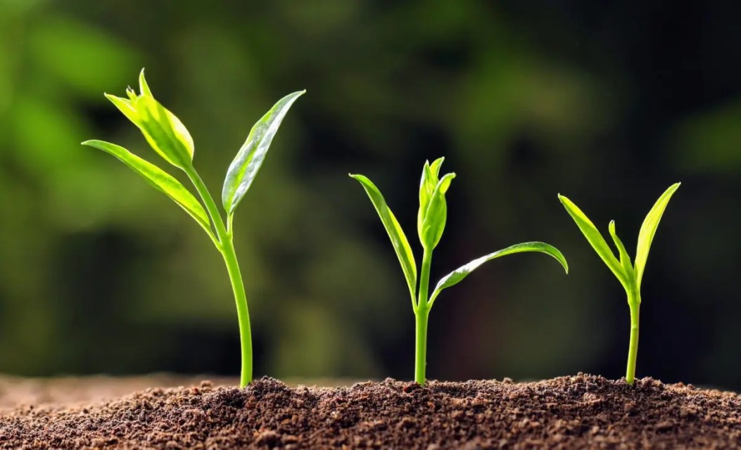 Secret lives of plants: Exploring complex interactions|Green