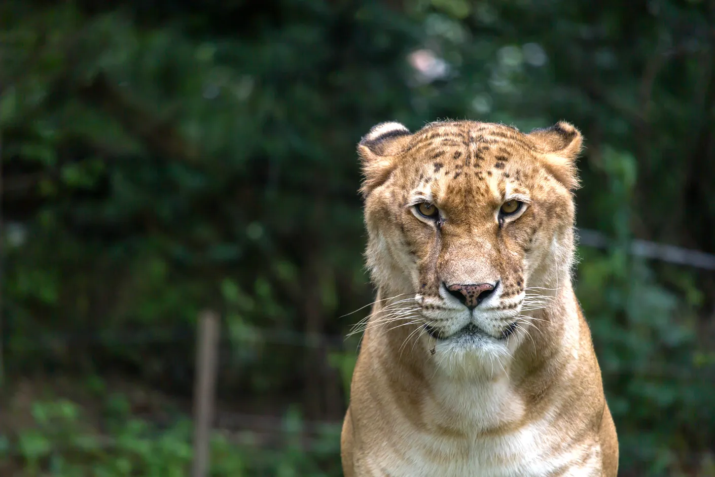 Do animals cross breed with other species in the wild? How