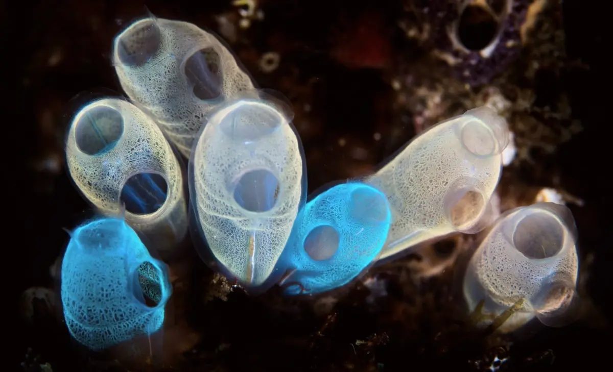 Some creatures eat and transform microplastics into a much
