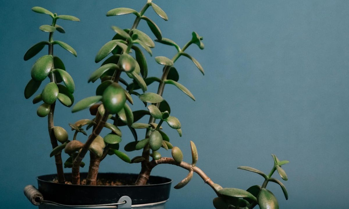 From Being A Lucky Charm To Air Purifying, Jade Plant Home!