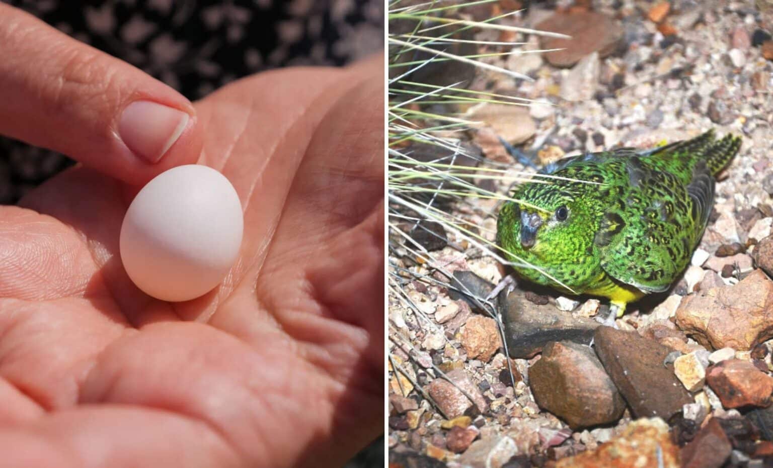 Rangers Stumble Upon a Rare Sign of Life From a Bird Once
