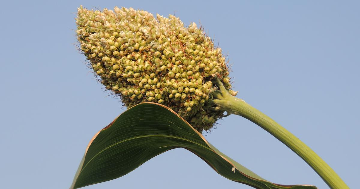 Beyond the hype, millet cultivation is a challenge | Green