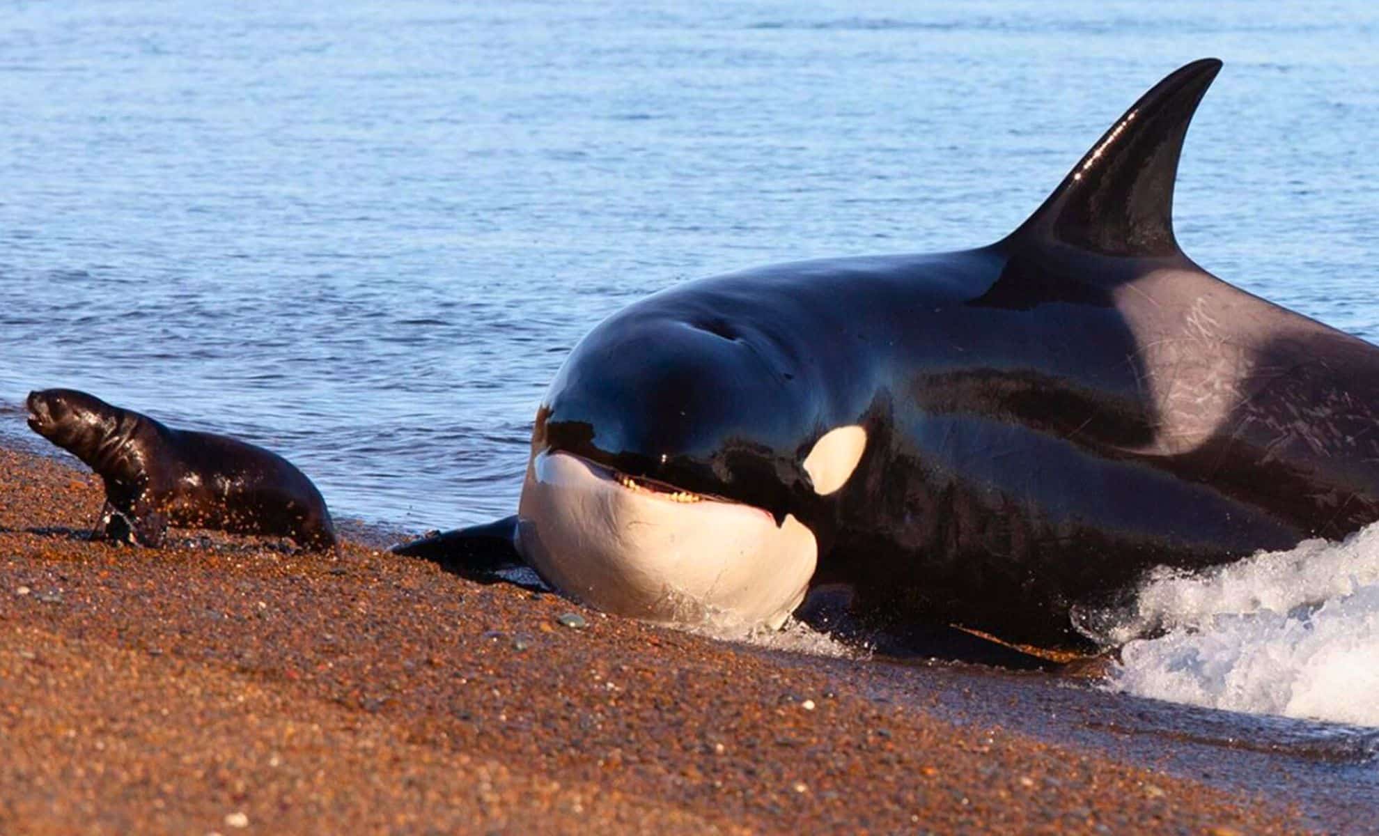 It’s Official: Orcas and Dolphins Have Crossed the Point of