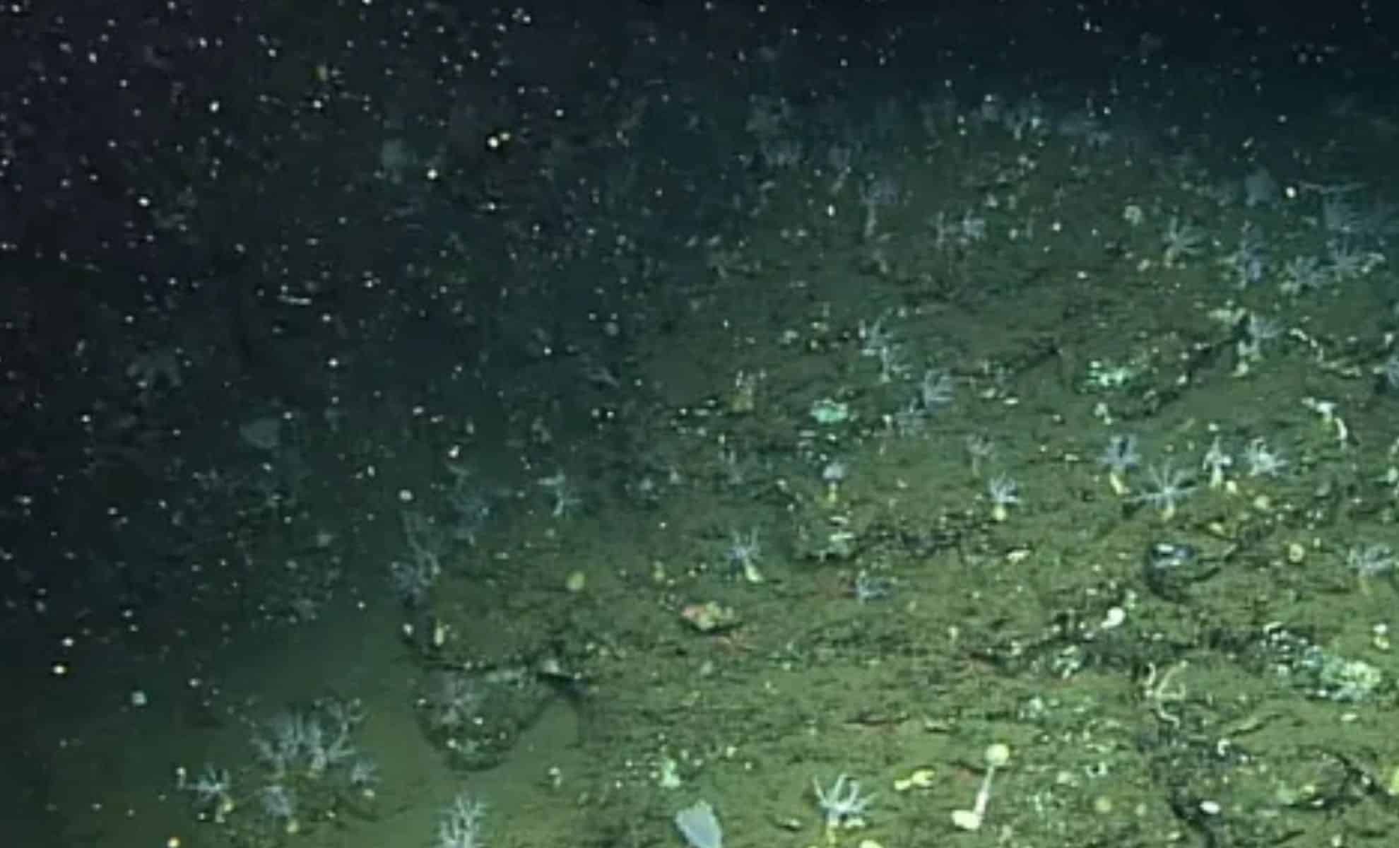 Elusive Sea Creature Spotted Lurking Beneath the Camouflage